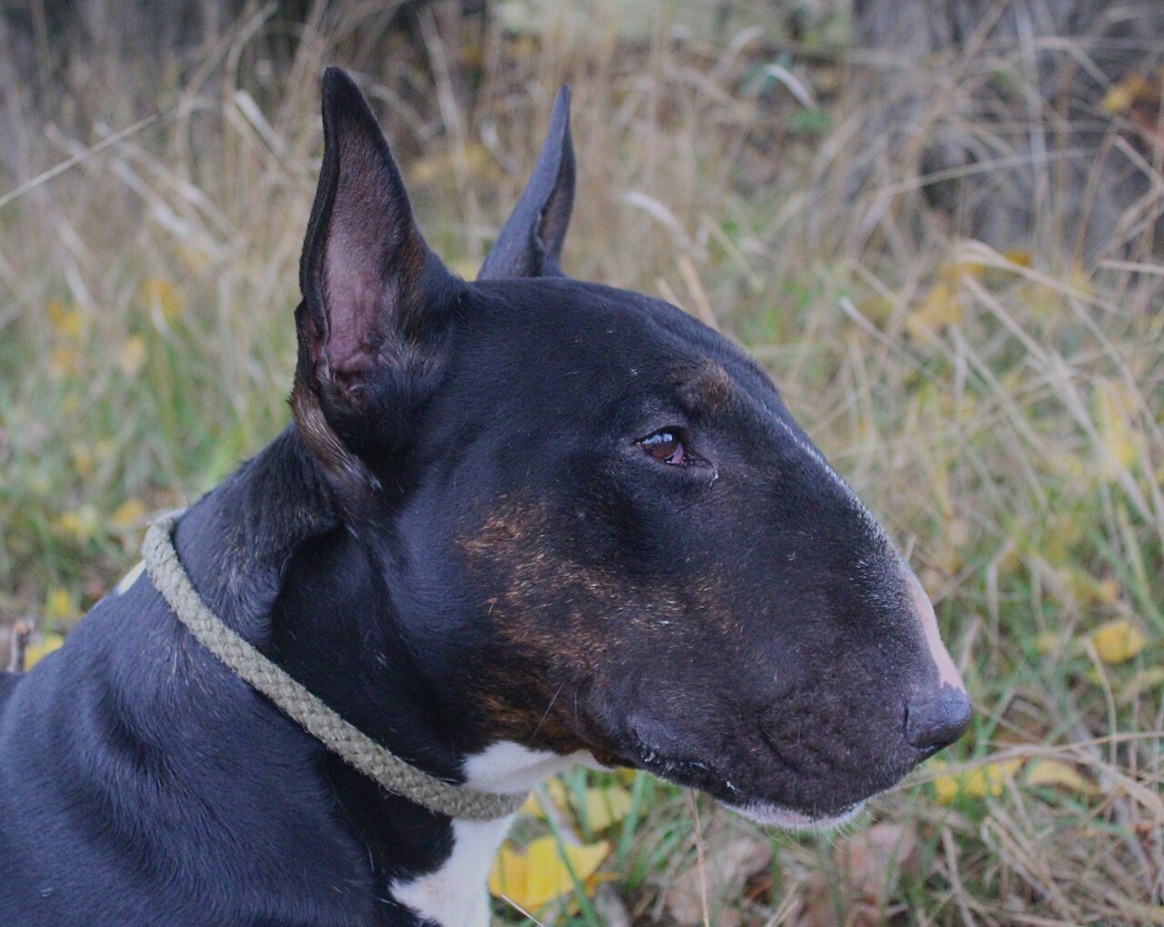 Pitbull: rasa, charakter, Amerykański Pitbulterier – fakty i mity ...