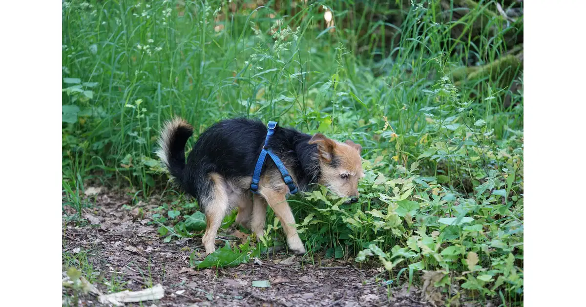 Psia kupa prawdę powie: Wygląd i kolor kupy psa - Psie porady ...