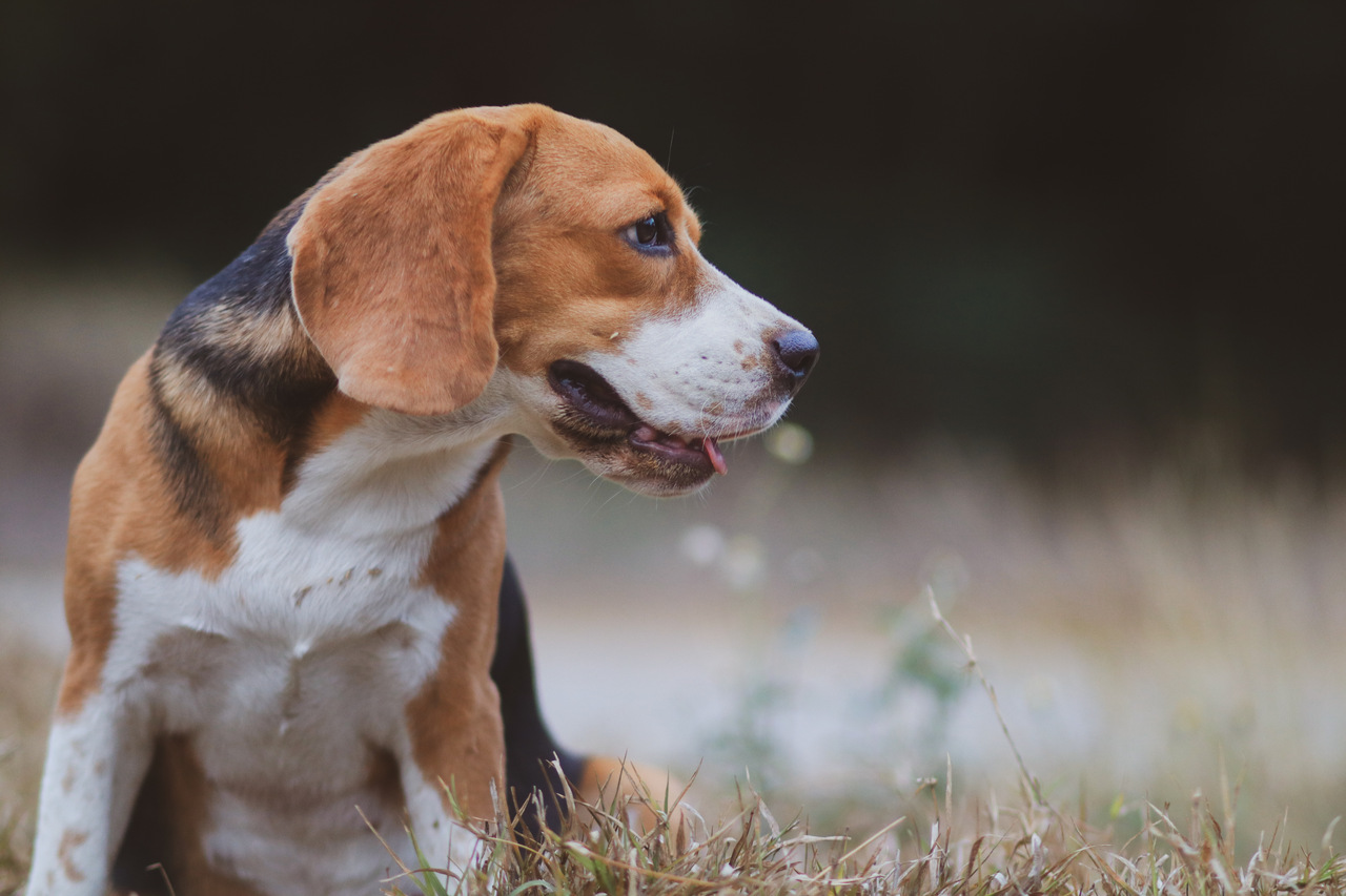 Beagle: rasa, umaszczenie i hodowla psów Beagle
