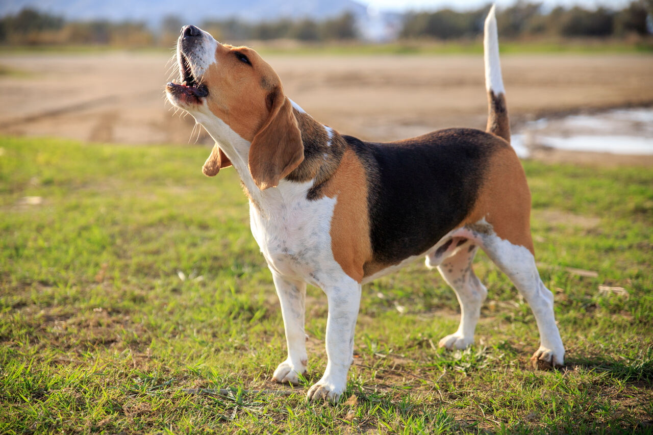 Beagle: rasa, umaszczenie i hodowla psów Beagle