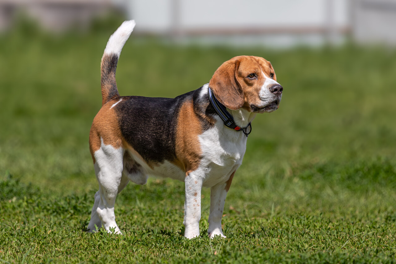 Beagle: rasa, umaszczenie i hodowla psów Beagle