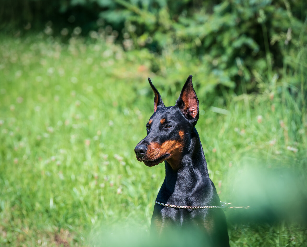 Doberman: Opis rasy, charakter. Jak wychować psa z rodowodem?