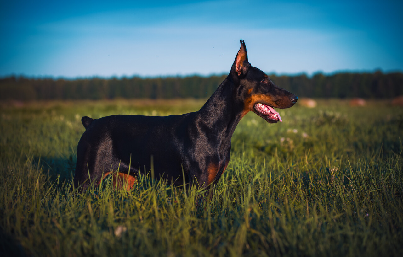 Doberman: Opis rasy, charakter. Jak wychować psa z rodowodem?