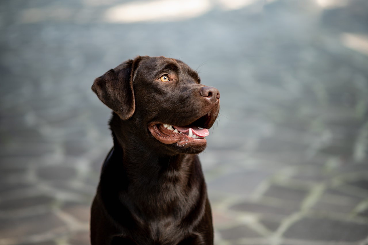 Labrador Retriever: opis rasy, charakter i wychowanie psa
